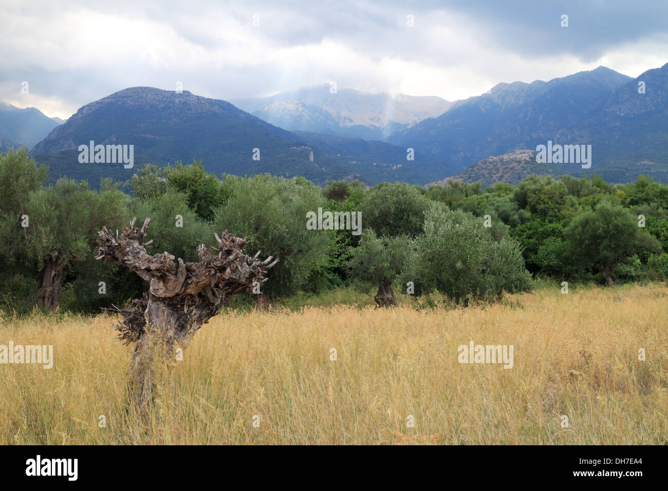 Taygetus mountains hi-res stock photography and images - Alamy