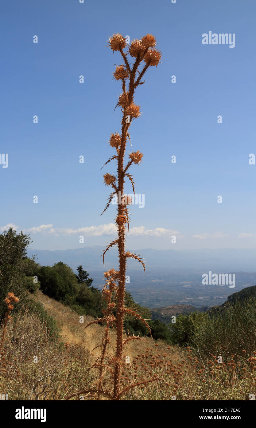 Tall thistle hi-res stock photography and images - Alamy