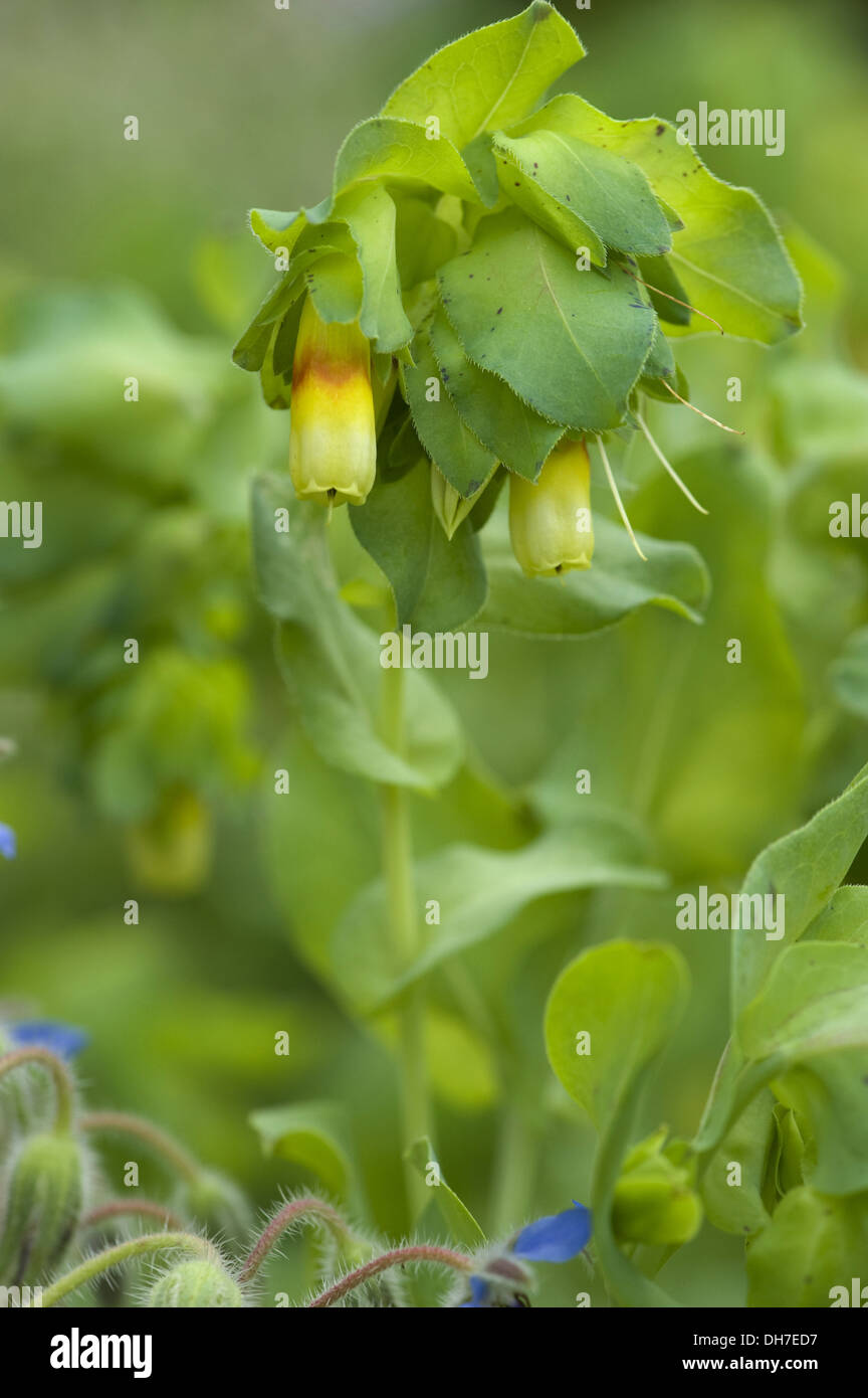 Honeywort cerinthe major hi-res stock photography and images - Alamy