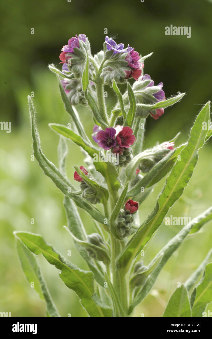common hound's tongue, cynoglossum germanicum Stock Photo - Alamy