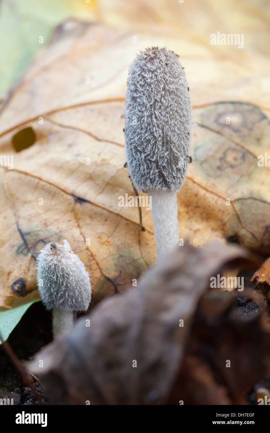 Hairy mushroom hi-res stock photography and images - Alamy