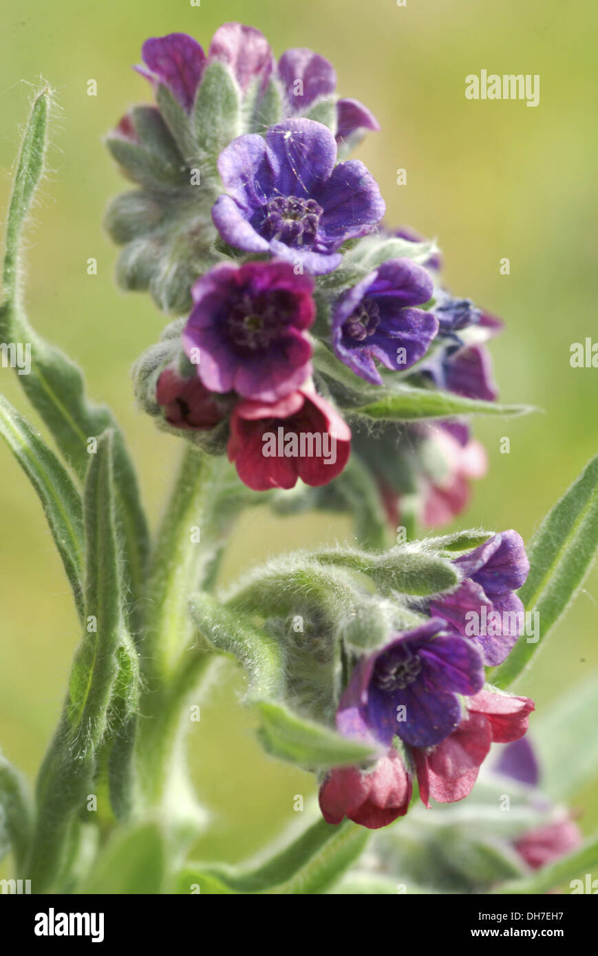 common hound's tongue, cynoglossum germanicum Stock Photo - Alamy