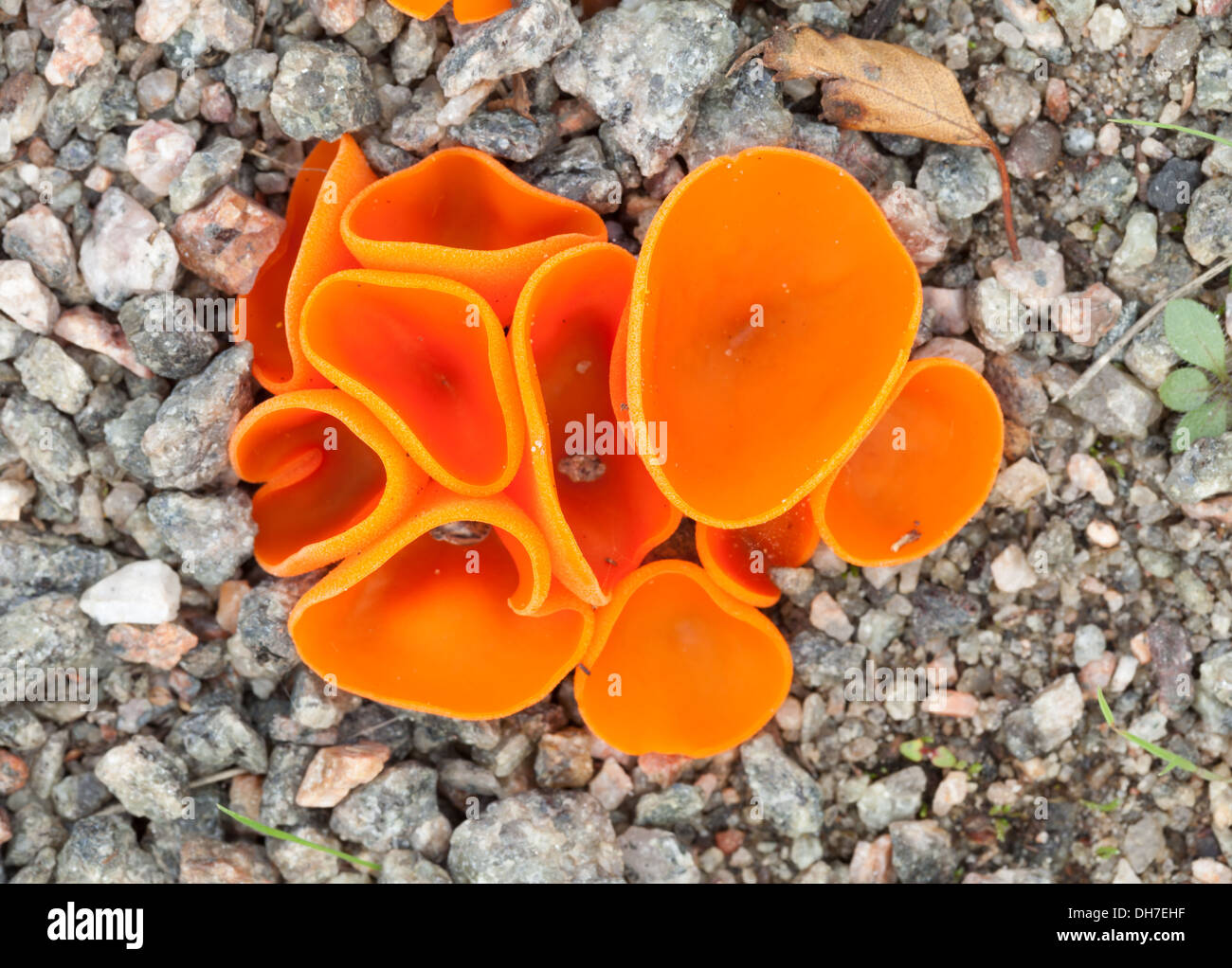 Orange Peel Fungus Stock Photo - Alamy