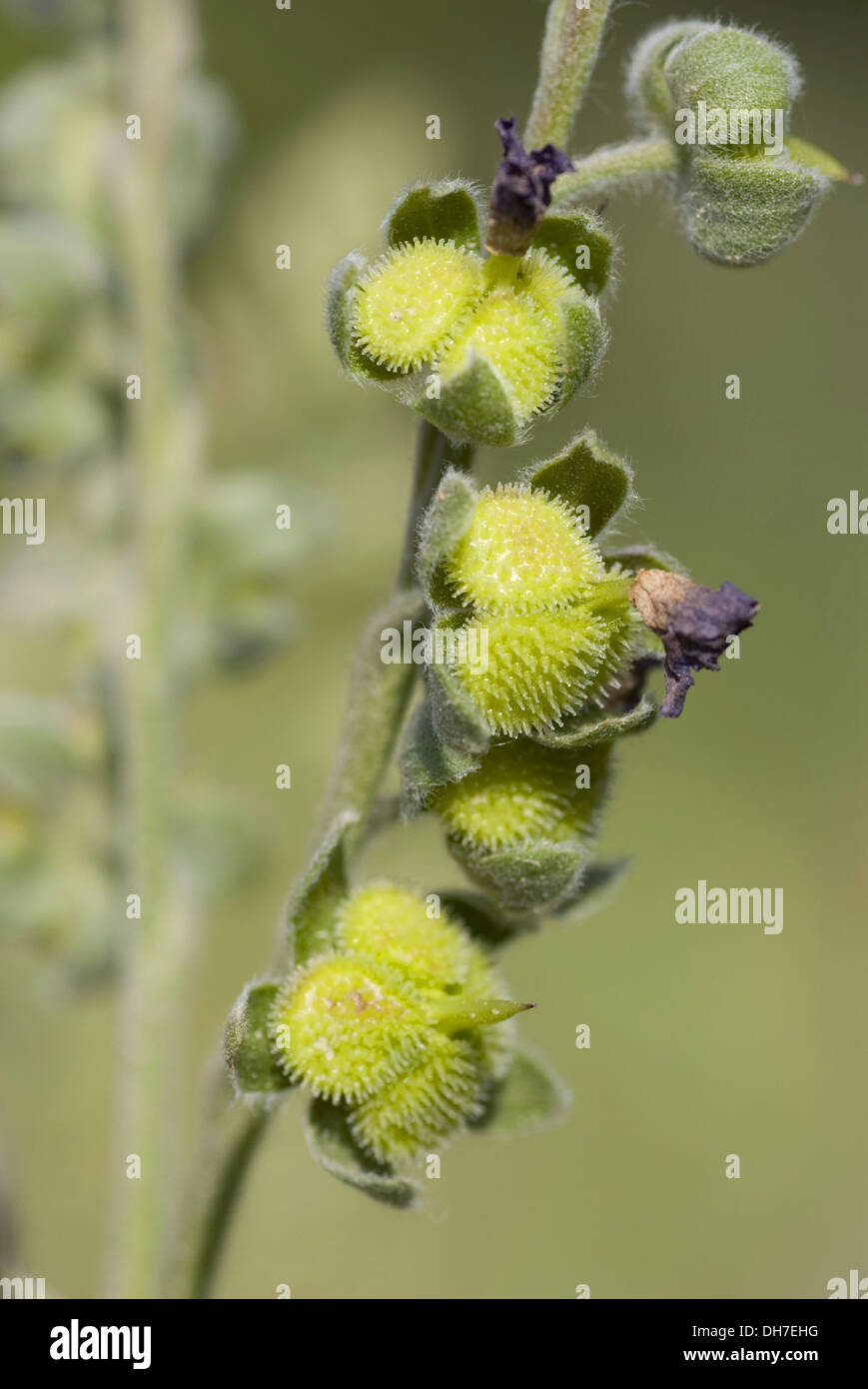 common hound's tongue, cynoglossum germanicum Stock Photo - Alamy