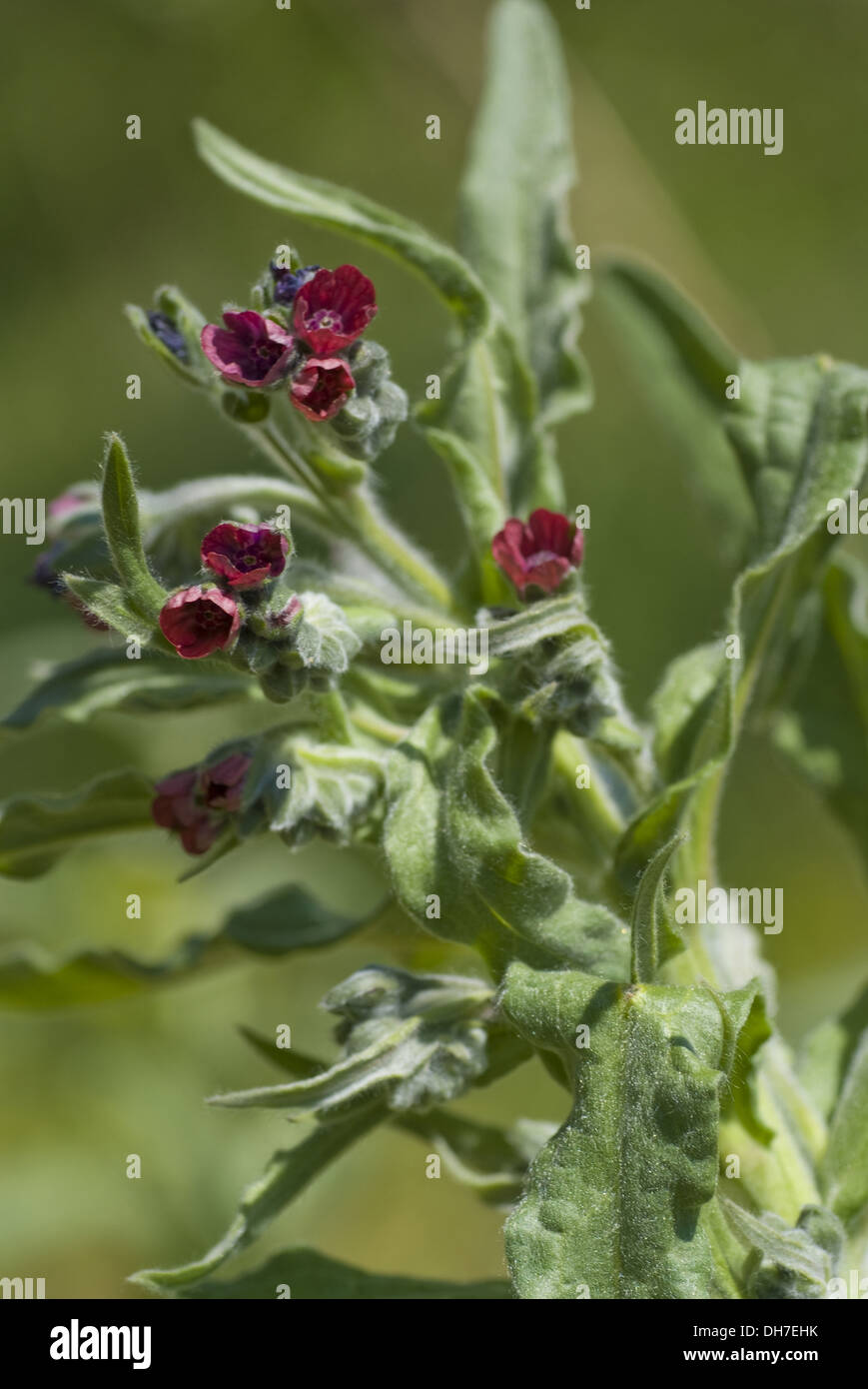 common hound's tongue, cynoglossum germanicum Stock Photo - Alamy