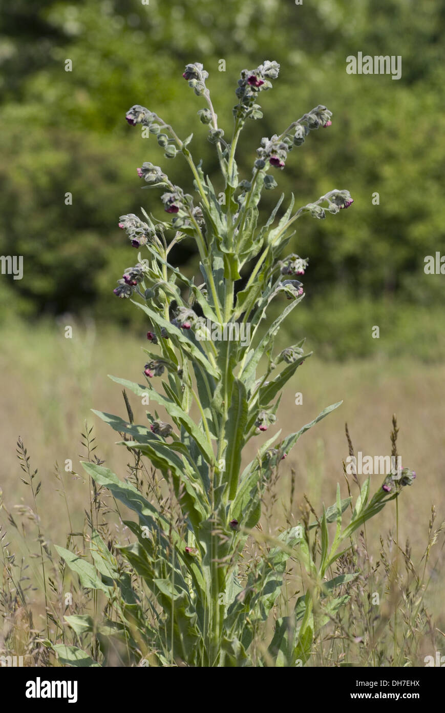 common hound's tongue, cynoglossum germanicum Stock Photo - Alamy