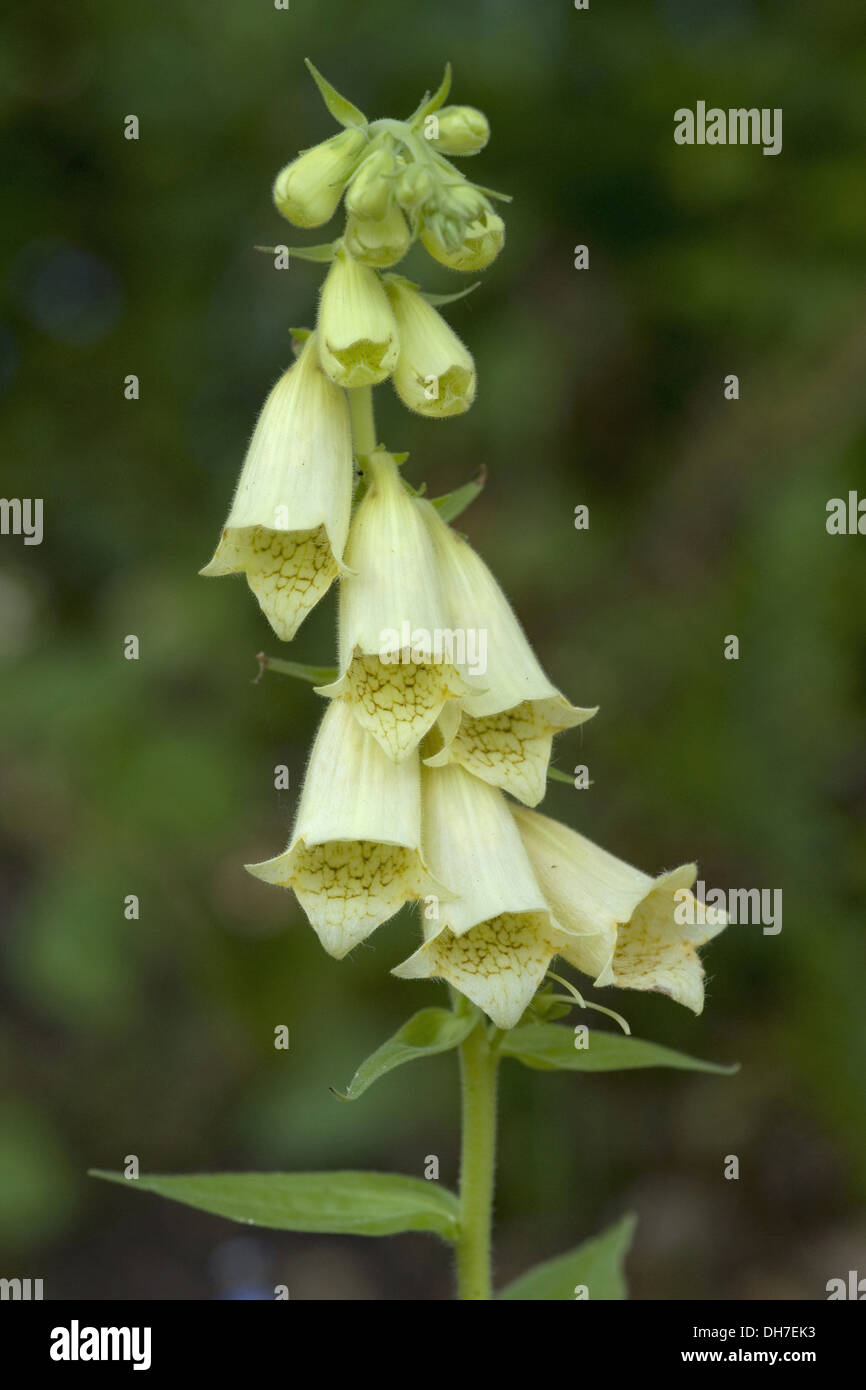 Digitalis grandiflora yellow foxglove hi-res stock photography and ...