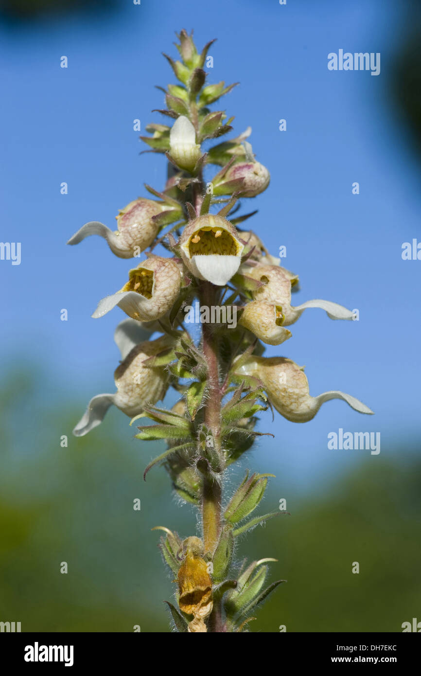 Woolly foxgloves hi-res stock photography and images - Alamy