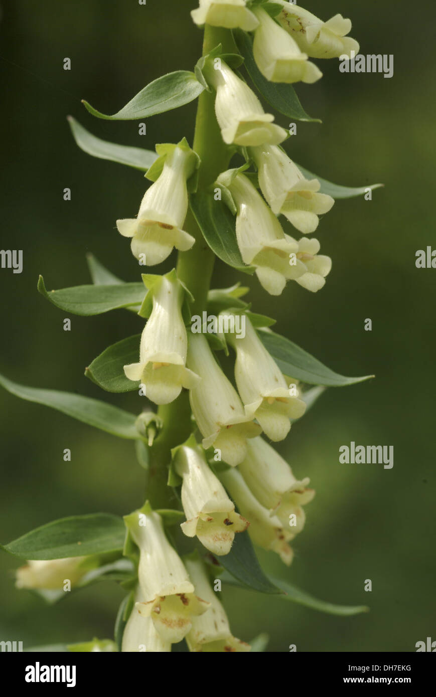 yellow foxglove, digitalis lutea Stock Photo - Alamy