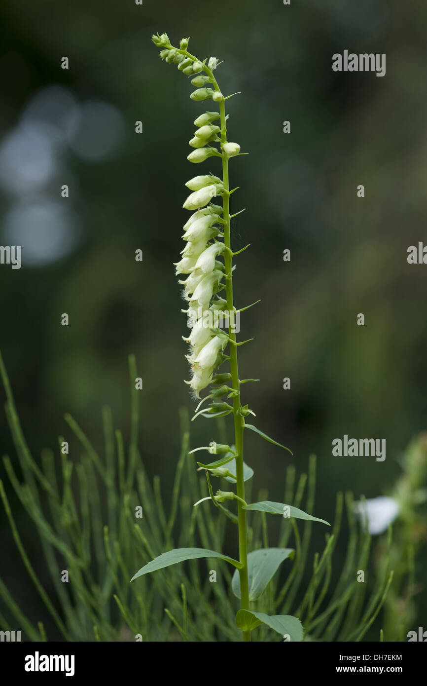 yellow foxglove, digitalis lutea Stock Photo - Alamy