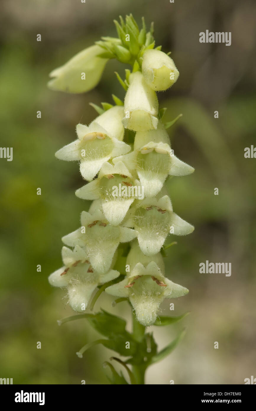 yellow foxglove, digitalis lutea Stock Photo - Alamy