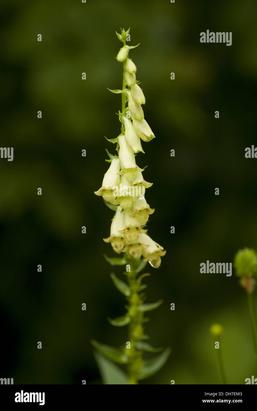 yellow foxglove, digitalis lutea Stock Photo - Alamy