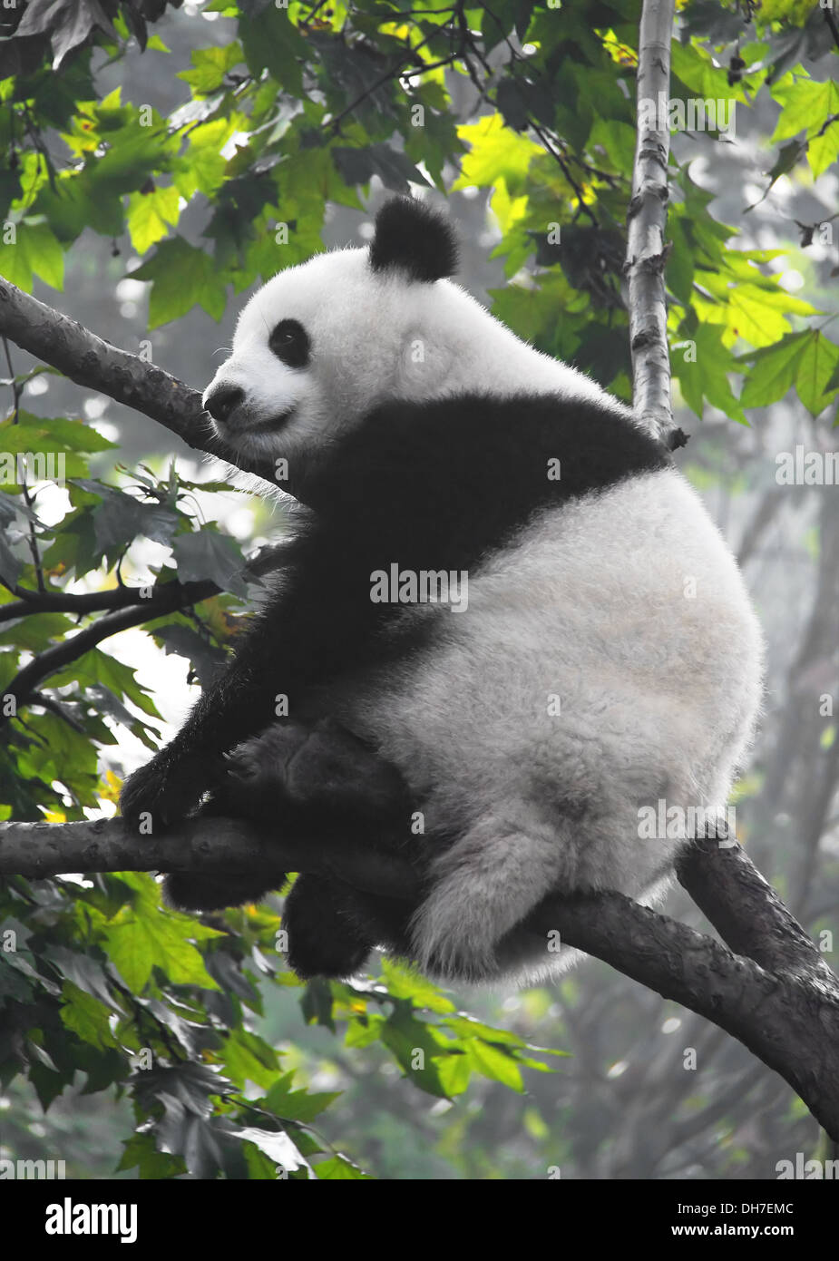 Panda sleep hi-res stock photography and images - Alamy