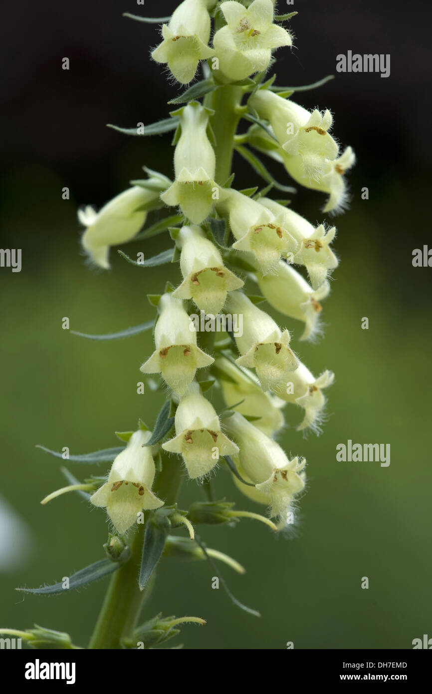 yellow foxglove, digitalis lutea Stock Photo - Alamy