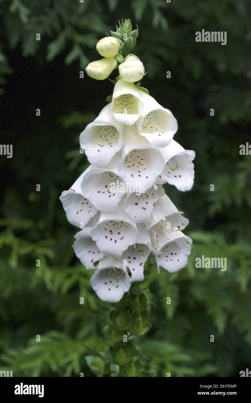 common foxglove, digitalis purpurea Stock Photo - Alamy