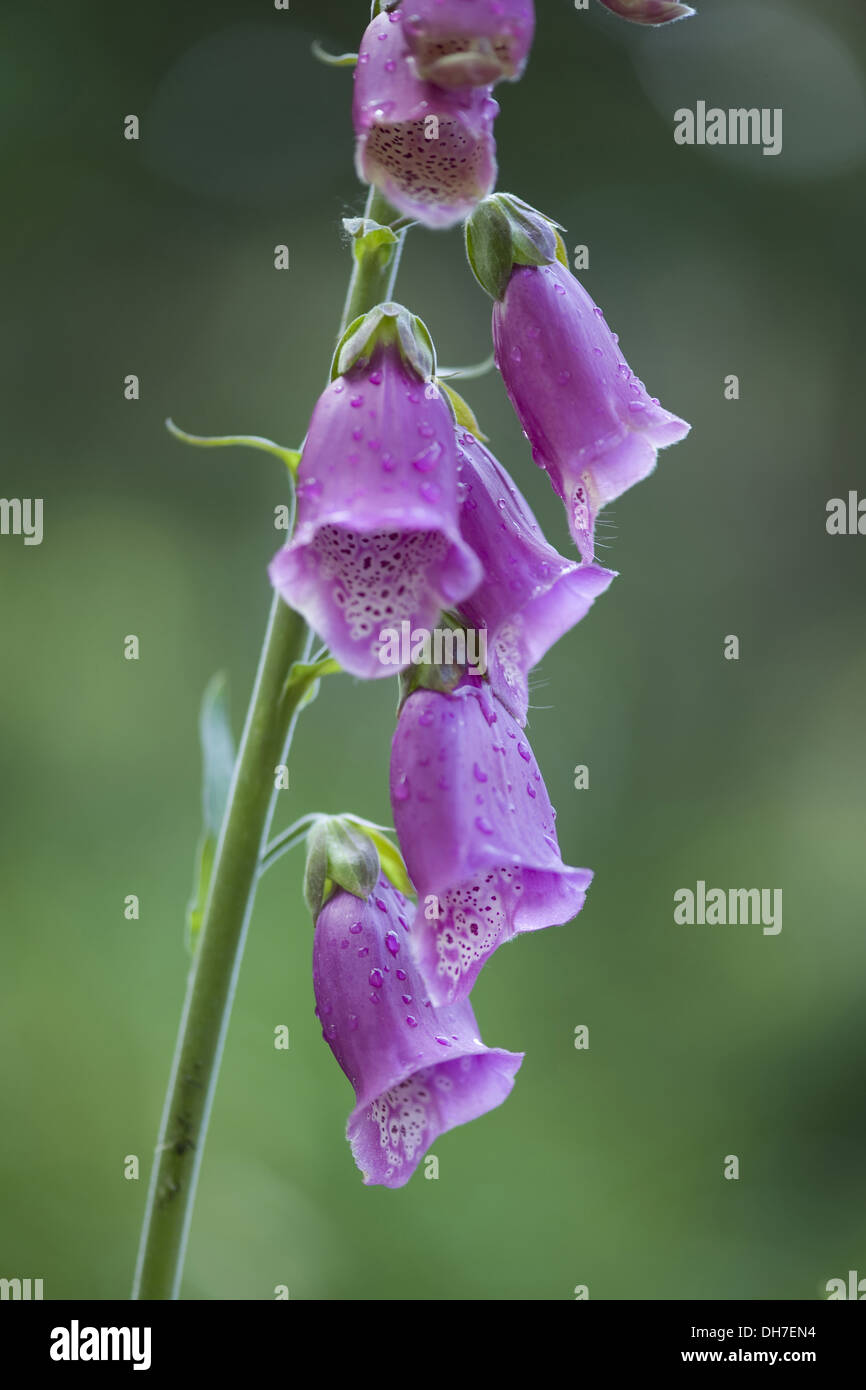 common foxglove, digitalis purpurea Stock Photo - Alamy