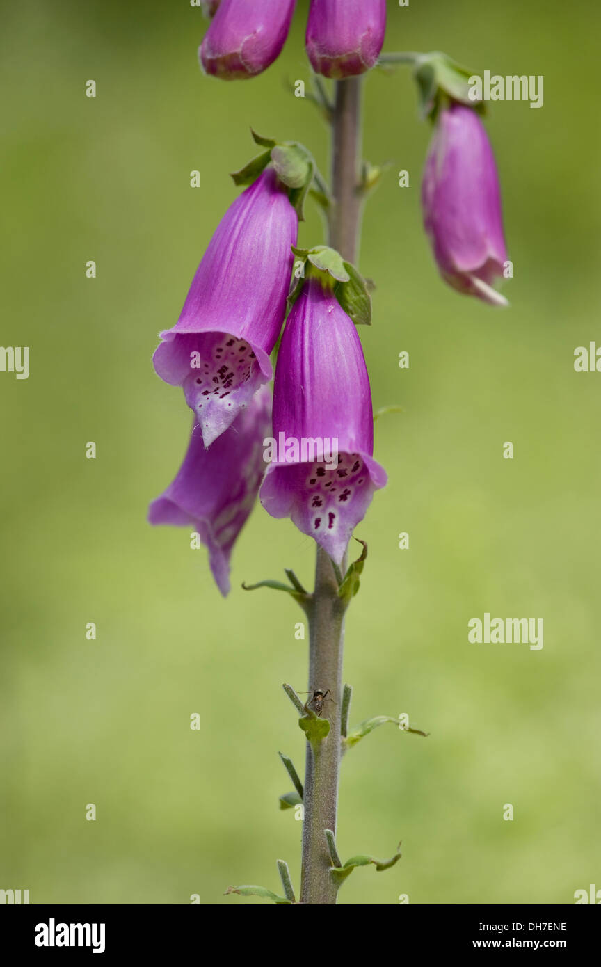 common foxglove, digitalis purpurea Stock Photo - Alamy