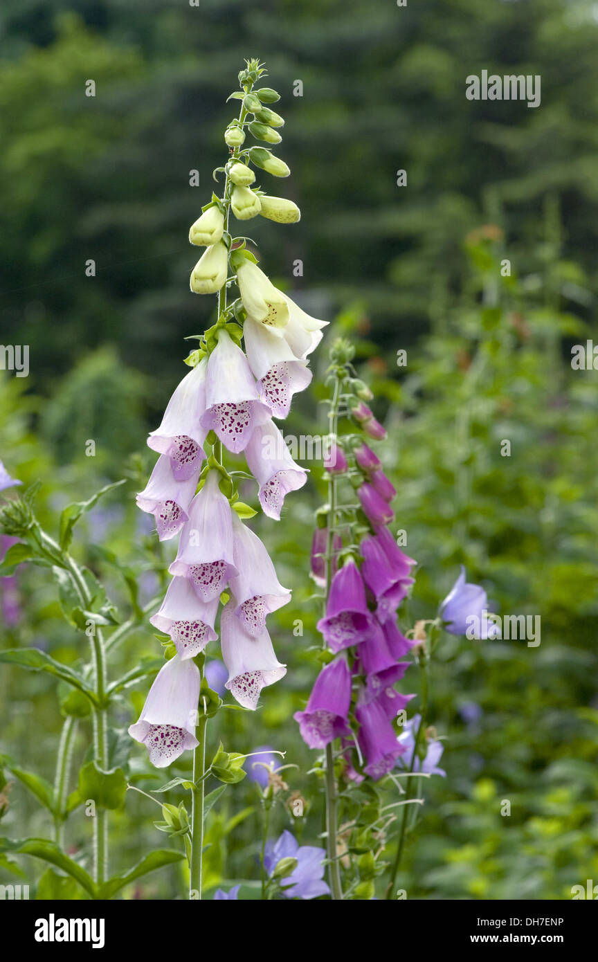 common foxglove, digitalis purpurea Stock Photo - Alamy