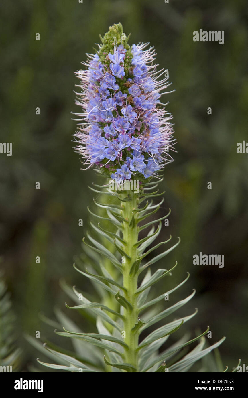 Small Bugloss High Resolution Stock Photography and Images - Alamy