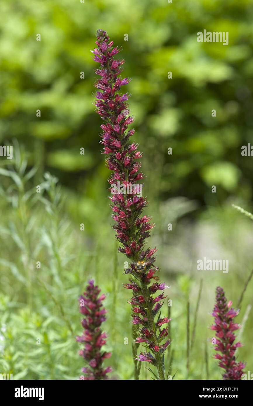 Bugloss hi-res stock photography and images - Alamy