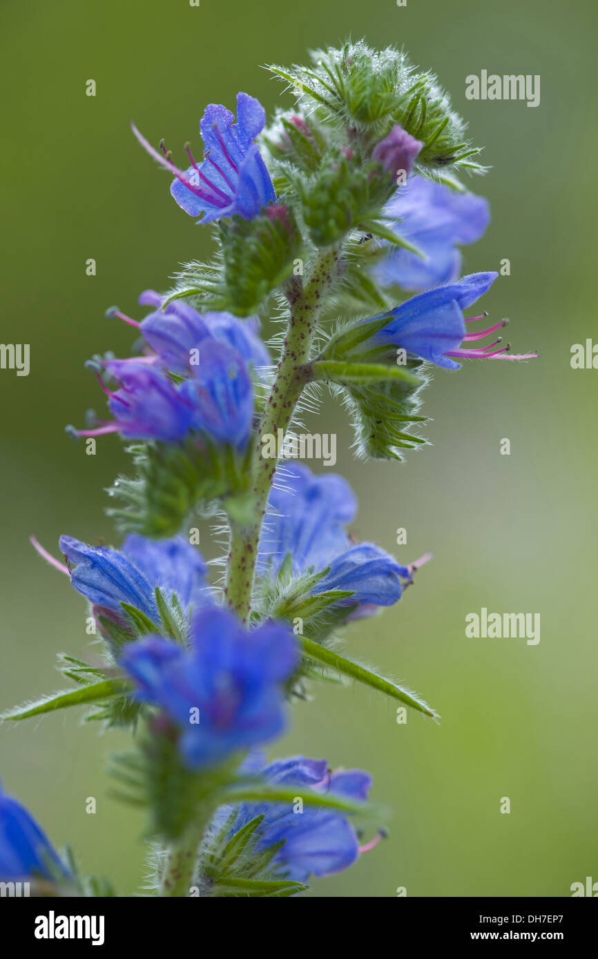 Small Bugloss High Resolution Stock Photography and Images - Alamy