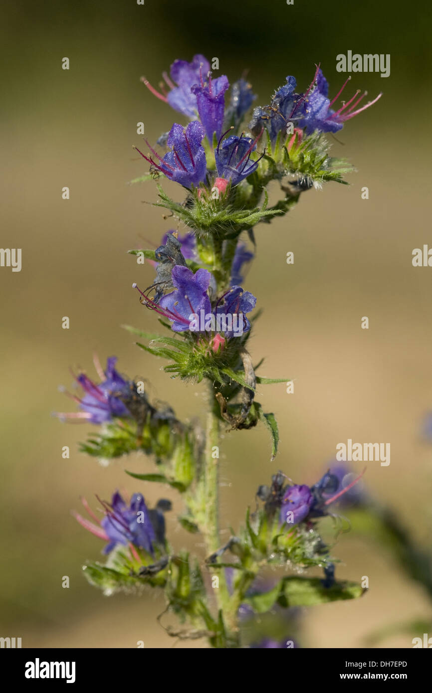 Small Bugloss High Resolution Stock Photography and Images - Alamy