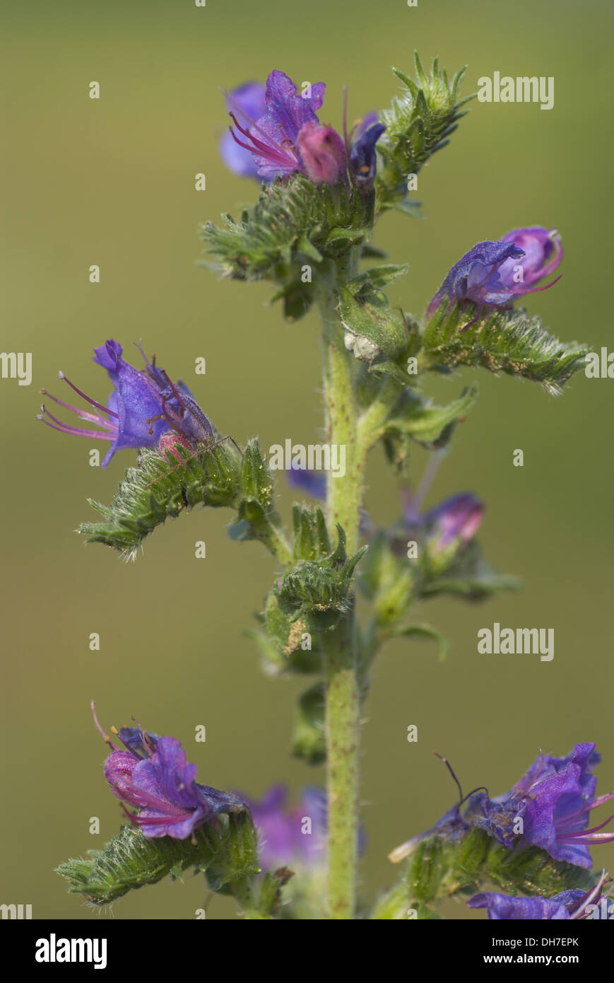 viper's bugloss, echium vulgare Stock Photo - Alamy