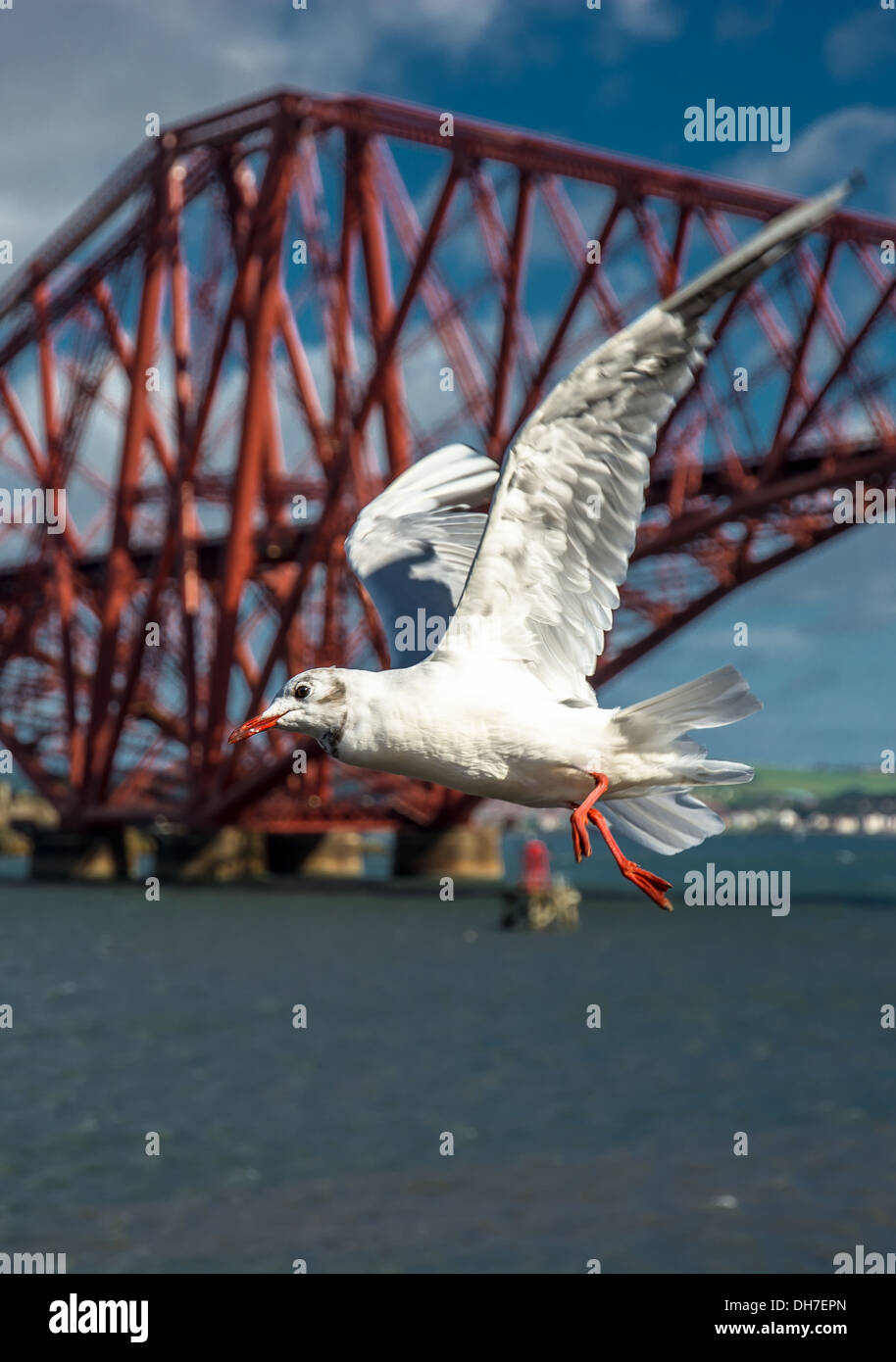 Gull wing bridge hi-res stock photography and images - Alamy