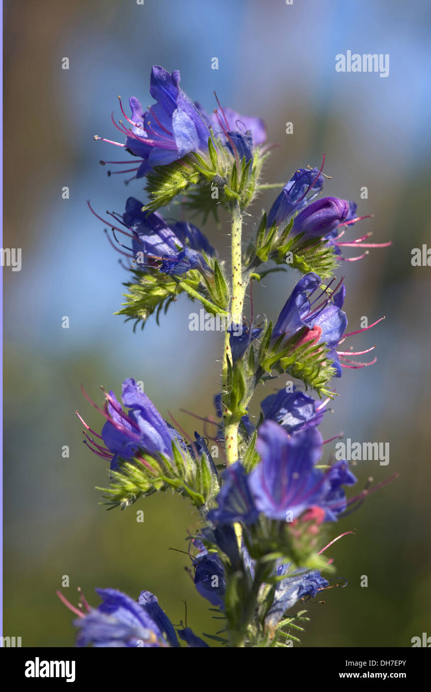 viper's bugloss, echium vulgare Stock Photo - Alamy