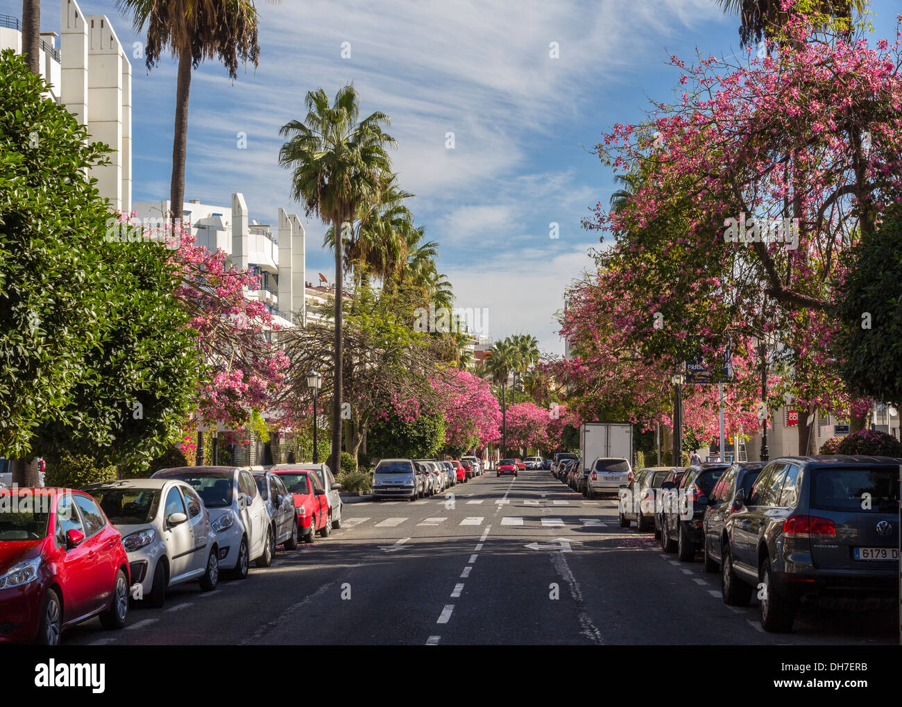 ROAD IN MARBELLA LINED WITH THE PINK FLOWERING SILK FLOSS TREE Ceiba ...