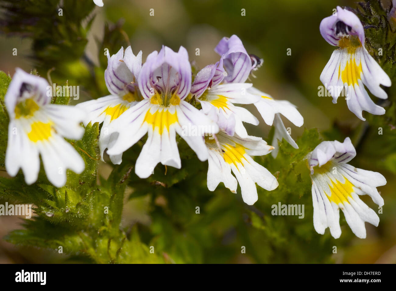 eyebright, euphrasia officinalis Stock Photo - Alamy