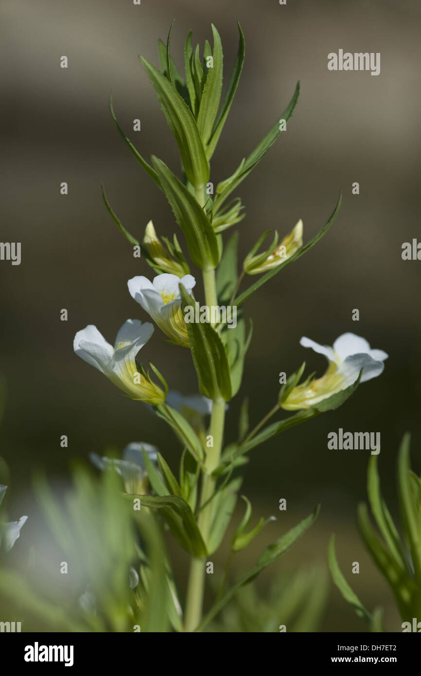 common hedgehyssop, gratiola officinalis Stock Photo - Alamy
