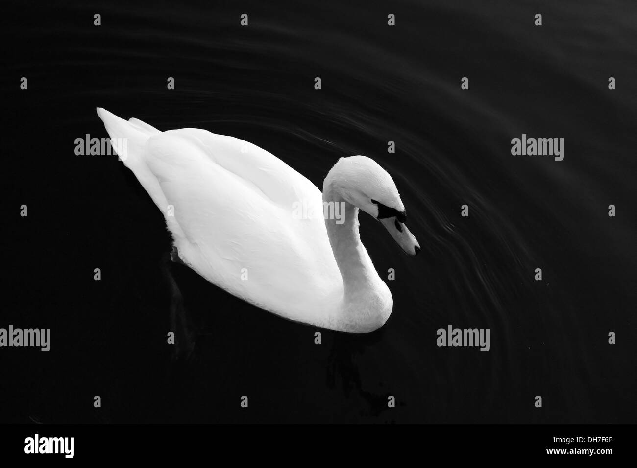 The swan pond hi-res stock photography and images - Alamy