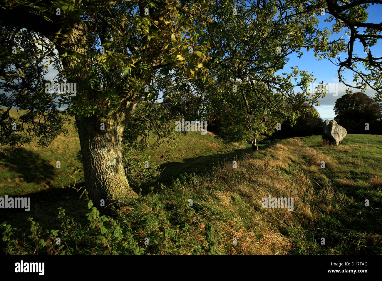 Avebury tree hi-res stock photography and images - Alamy