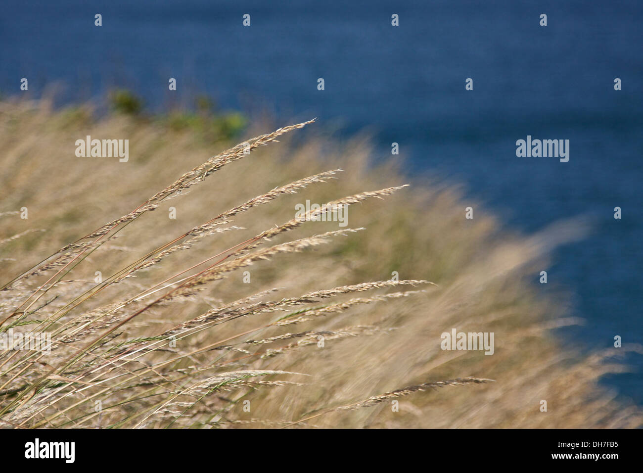 Sea grass seeds hi-res stock photography and images - Alamy