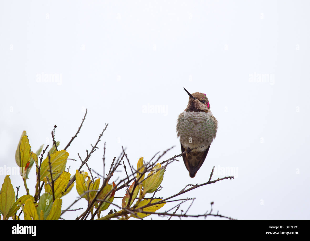 Anna's Hummingbird Female Stock Photo - Alamy