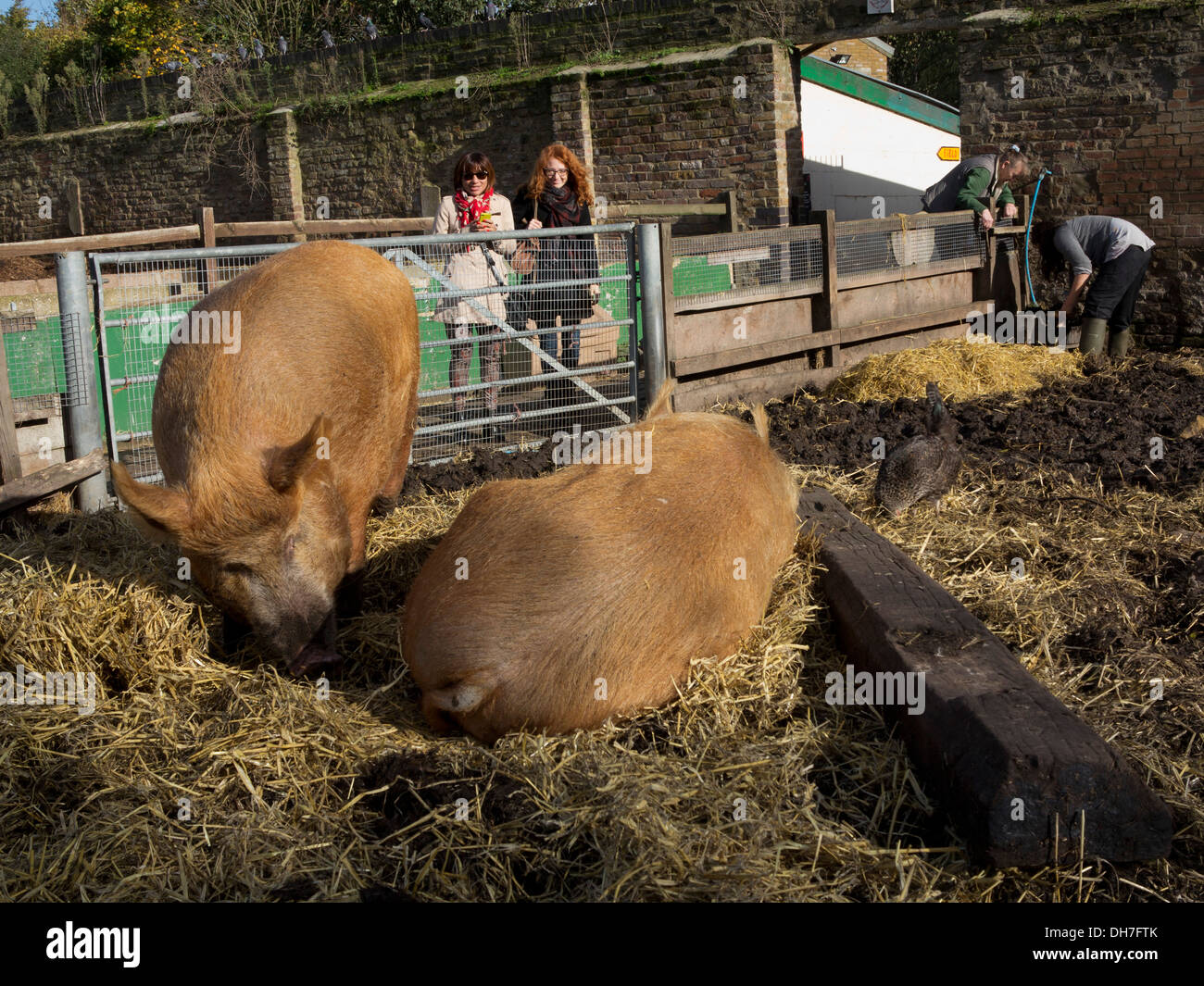Visitors to Hackney City Farm in London, UK Stock Photo - Alamy