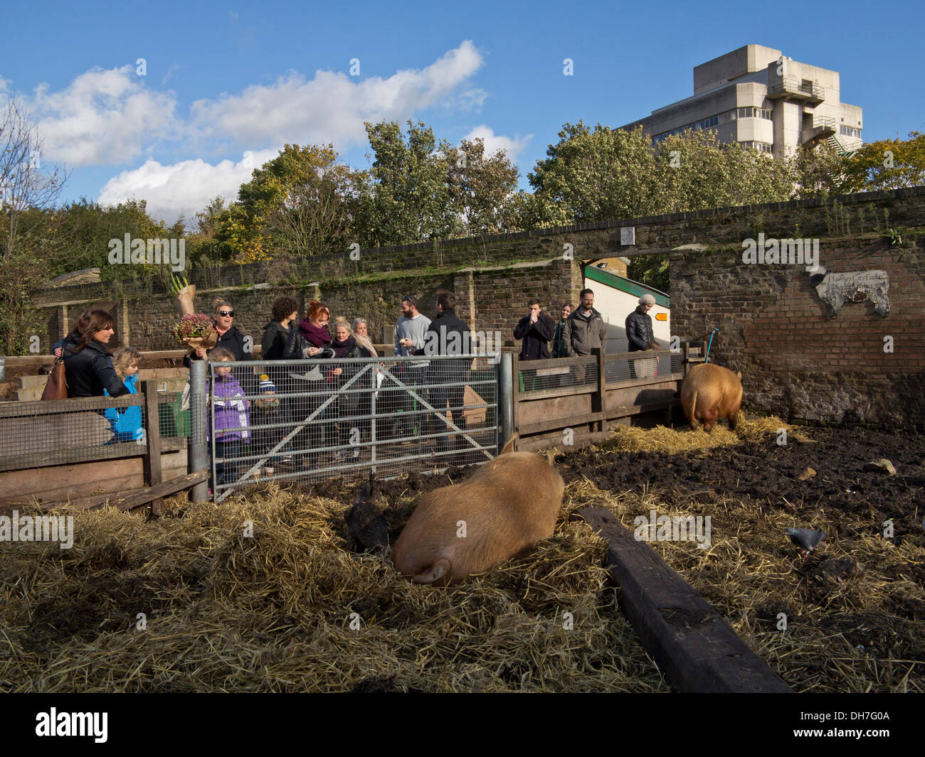 Hackney farm, london hi-res stock photography and images - Alamy