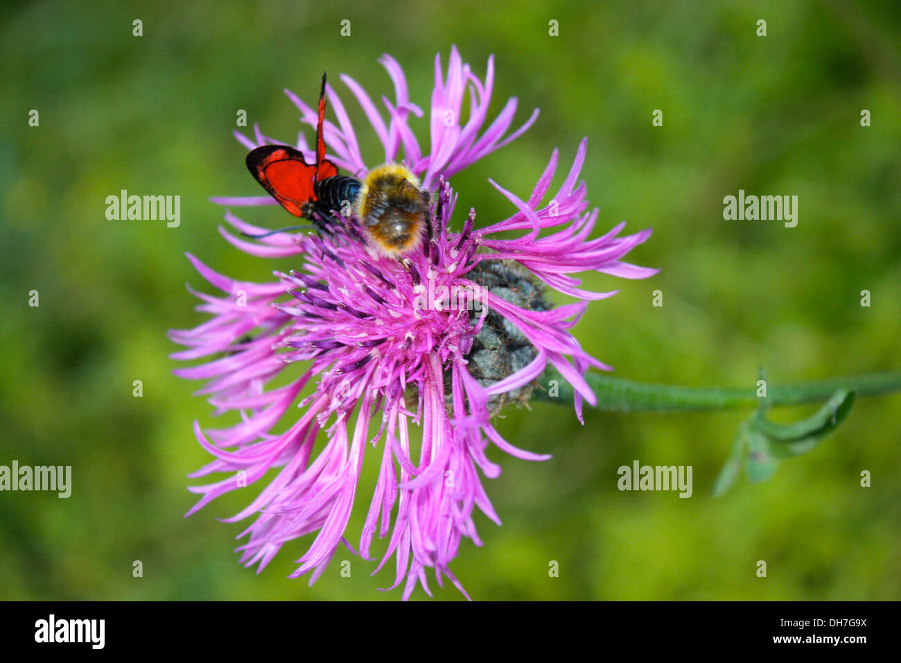 Butterfly bushes hi-res stock photography and images - Alamy