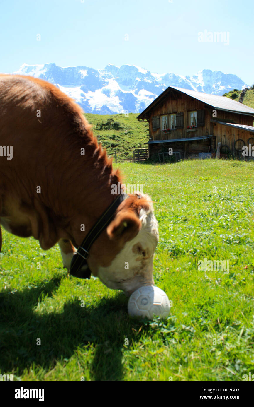 Cow grazing in open grass field near Interlaken, Switzerland, Europe ...