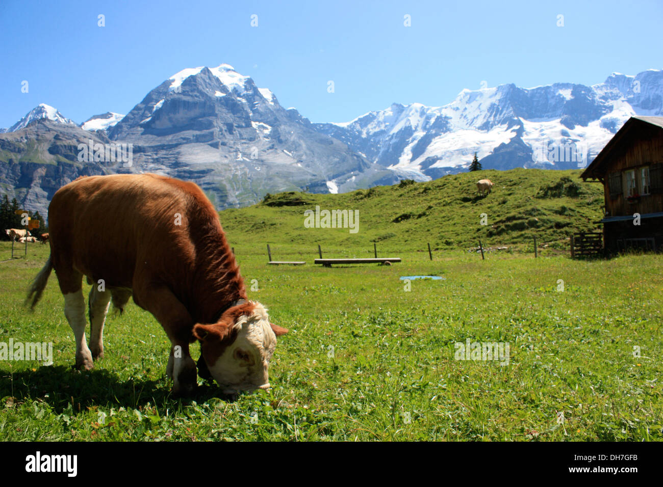 Cow grazing in open grass field near Interlaken, Switzerland, Europe ...