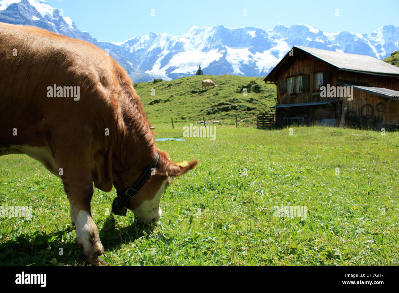 Cow grazing in open grass field near Interlaken, Switzerland, Europe ...