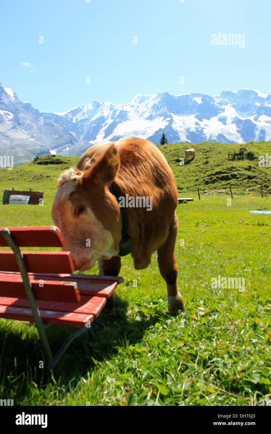 Cow grazing in open grass field near Interlaken, Switzerland, Europe ...