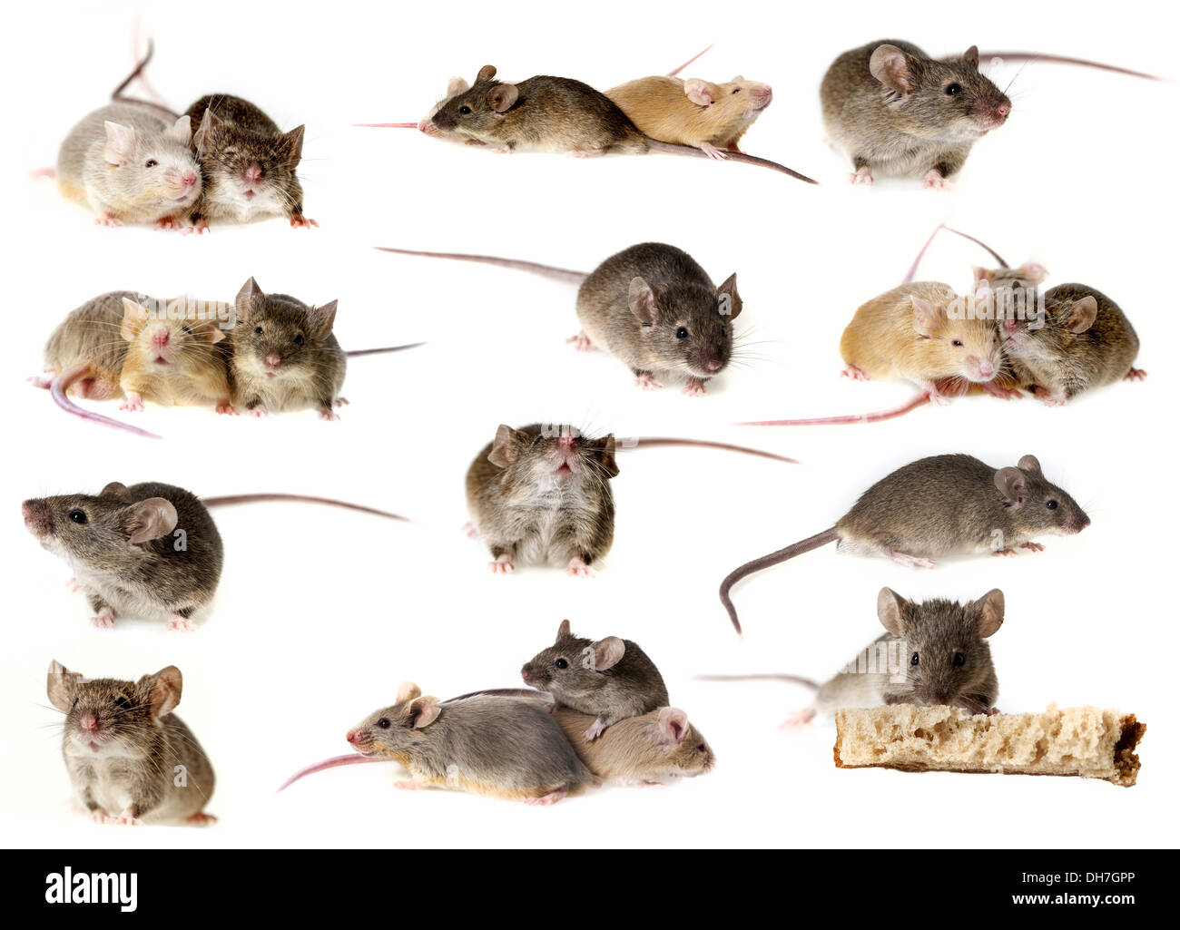 White mice group Cut Out Stock Images & Pictures - Alamy