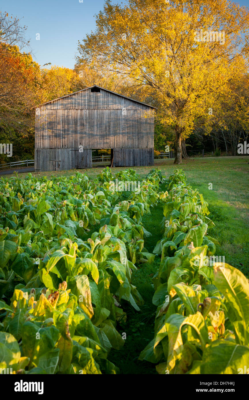 Old Tobacco Farm along the Natchez Trace, Tennessee, USA Stock Photo ...
