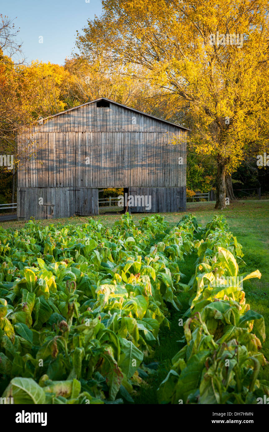Old Tobacco Farm along the Natchez Trace, Tennessee, USA Stock Photo ...