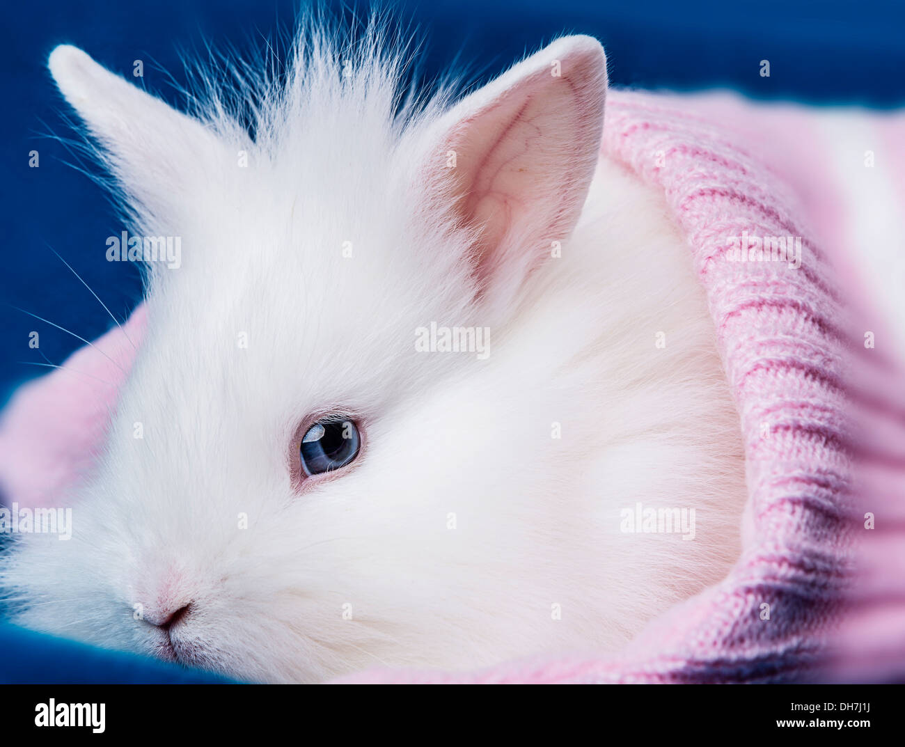 little white rabbit in a soft cap Stock Photo - Alamy