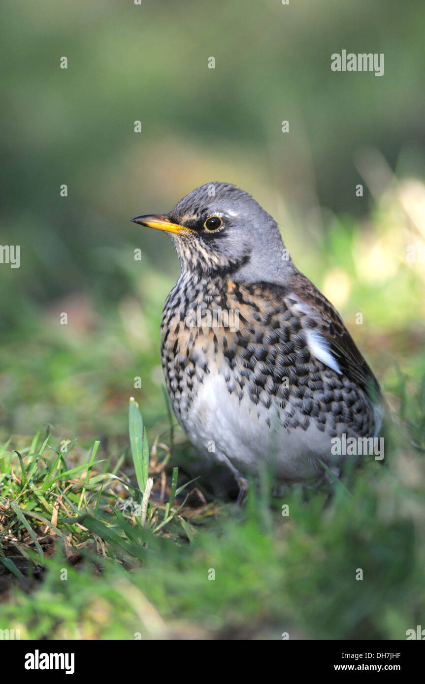 Uk bird fieldfare hi-res stock photography and images - Alamy