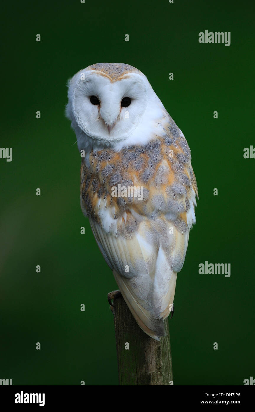 Owl post hi-res stock photography and images - Alamy