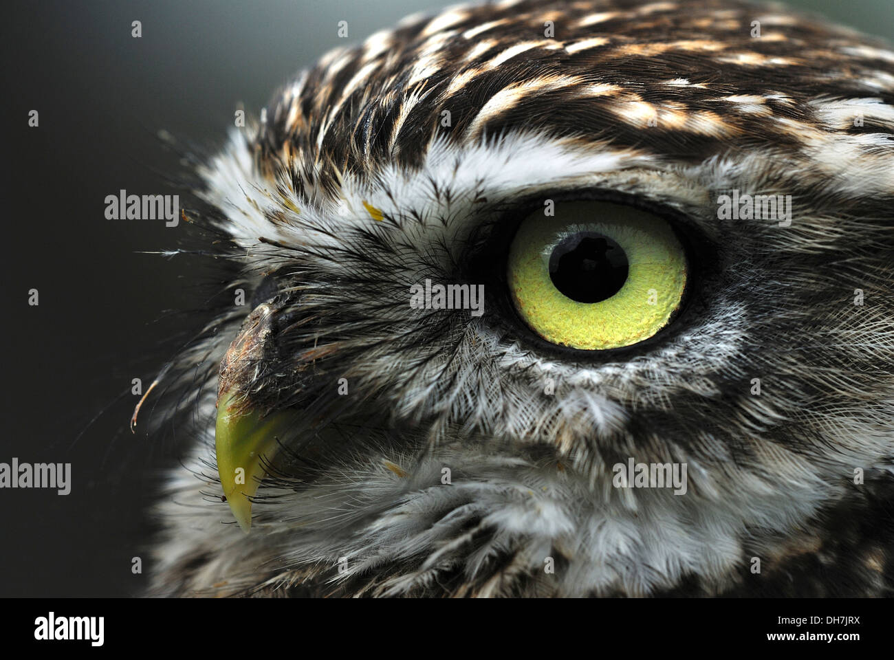 Little owls hi-res stock photography and images - Alamy